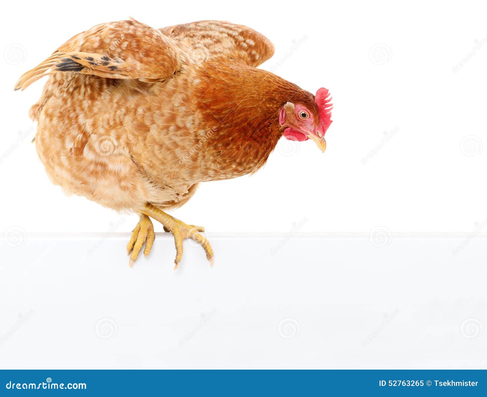 Chicken with blank stock image. Image of backgrounds - 52763265