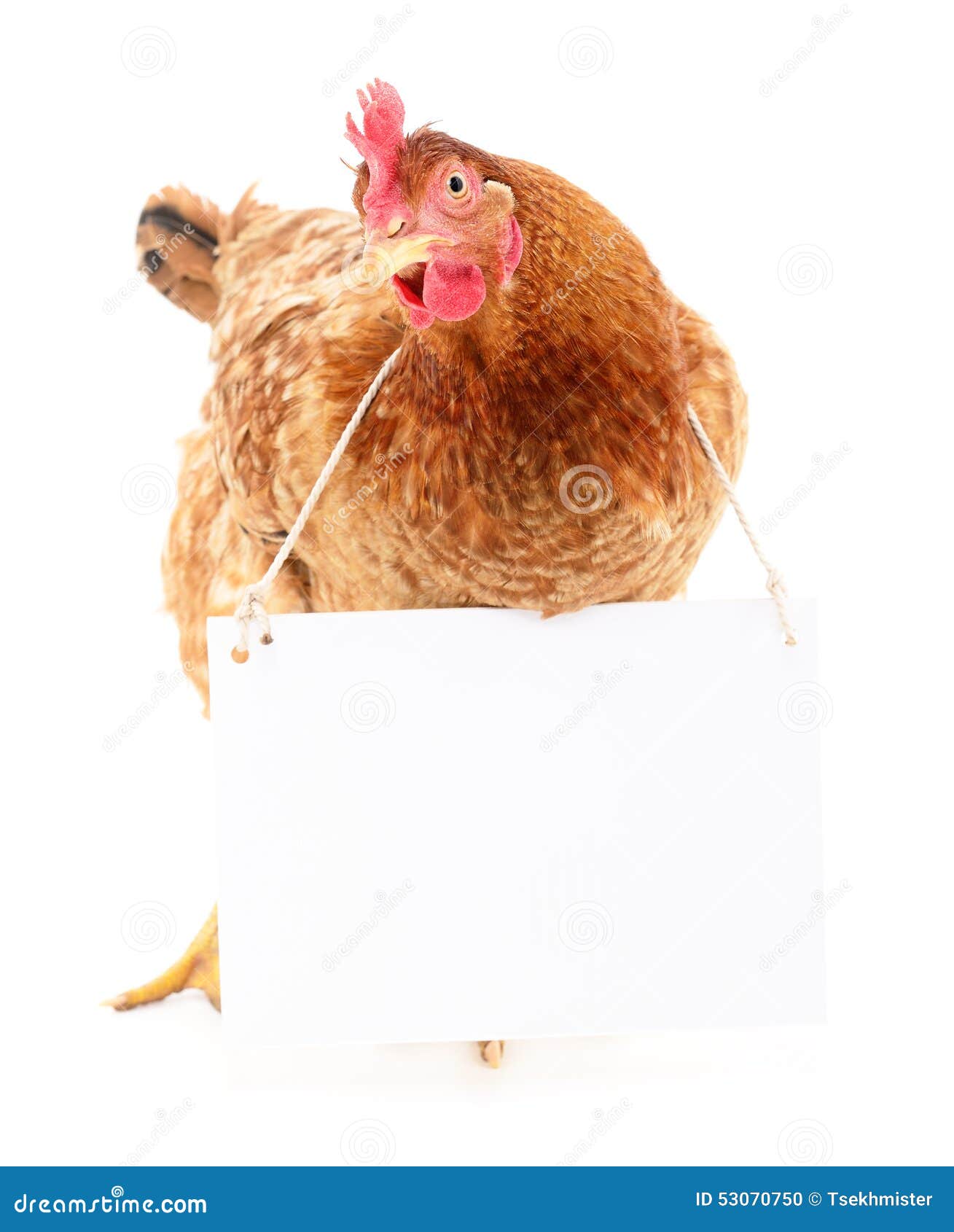 Chicken with blank stock photo. Image of sign, isolated - 53070750