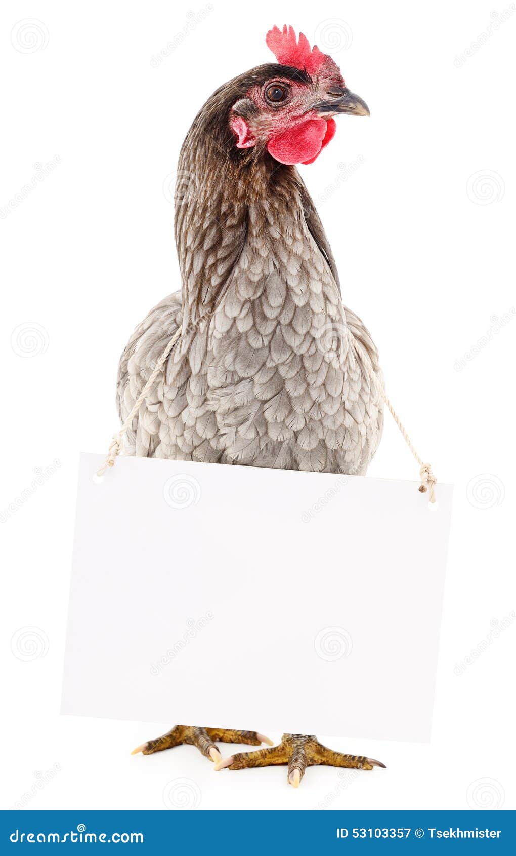 Chicken with blank stock image. Image of closeup, birds - 53103357