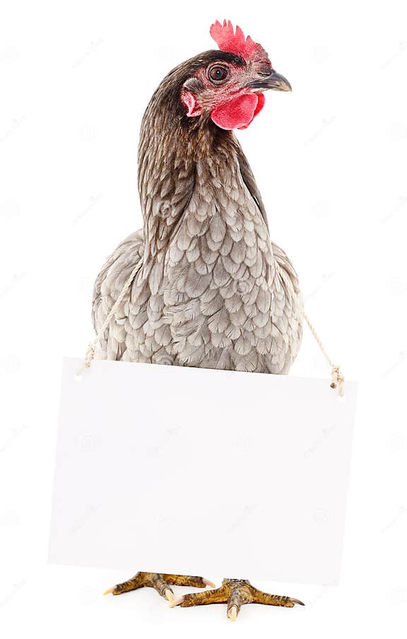 Chicken with blank stock image. Image of closeup, birds - 53103357