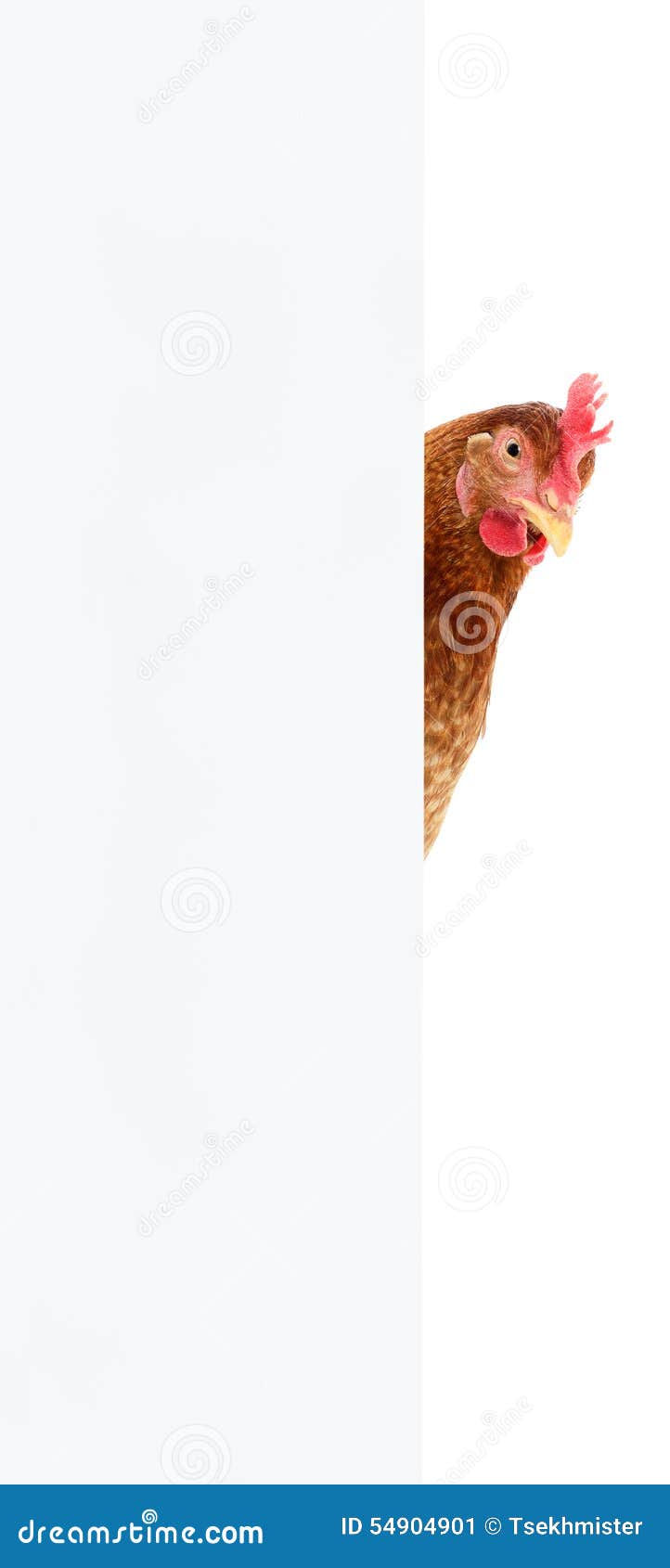 Chicken with blank stock image. Image of closeup, brown - 54904901