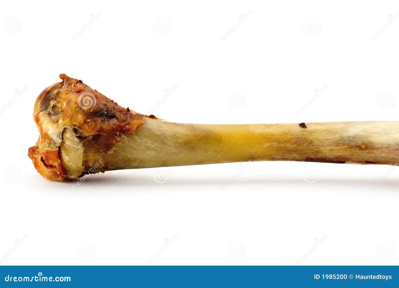 Chicken bone stock photo. Image of poultry, bone, calcium - 1985200