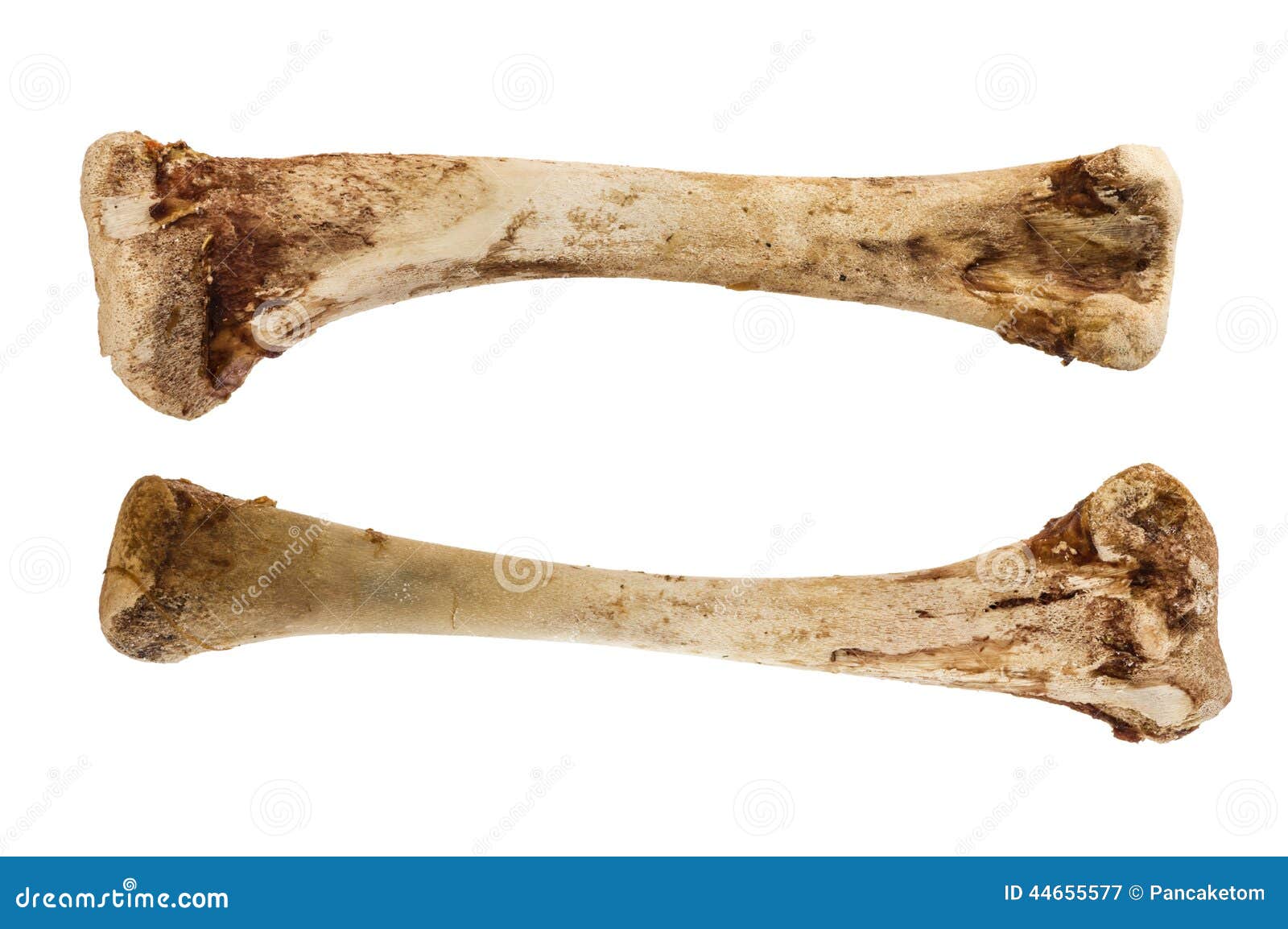 Chicken Bones stock image. Image of cutout, bone, close - 44655577
