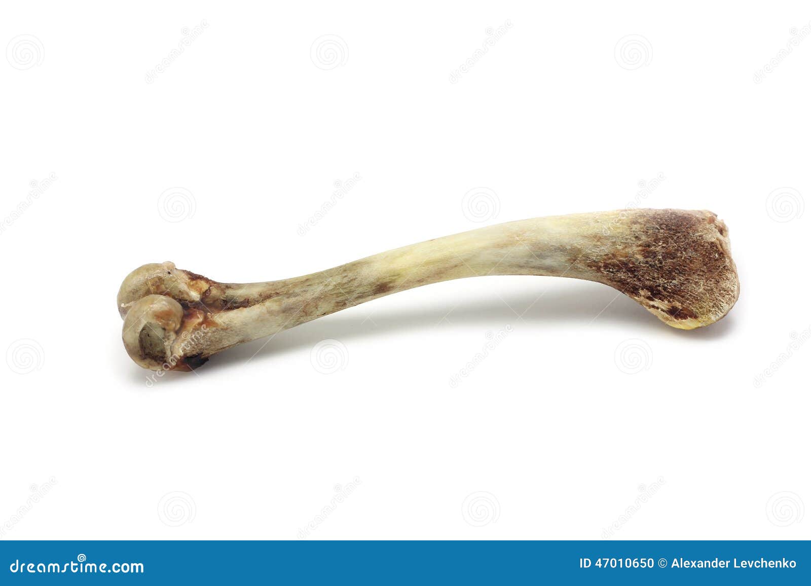 Chicken bones stock photo. Image of garbage, meat, bones - 47010650