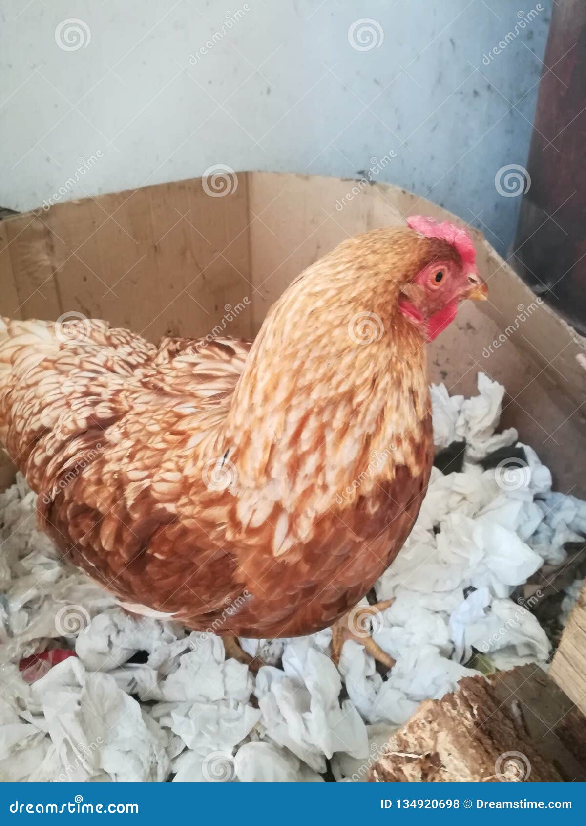 Chicken in a box stock photo. Image of chickens, chicken - 134920698