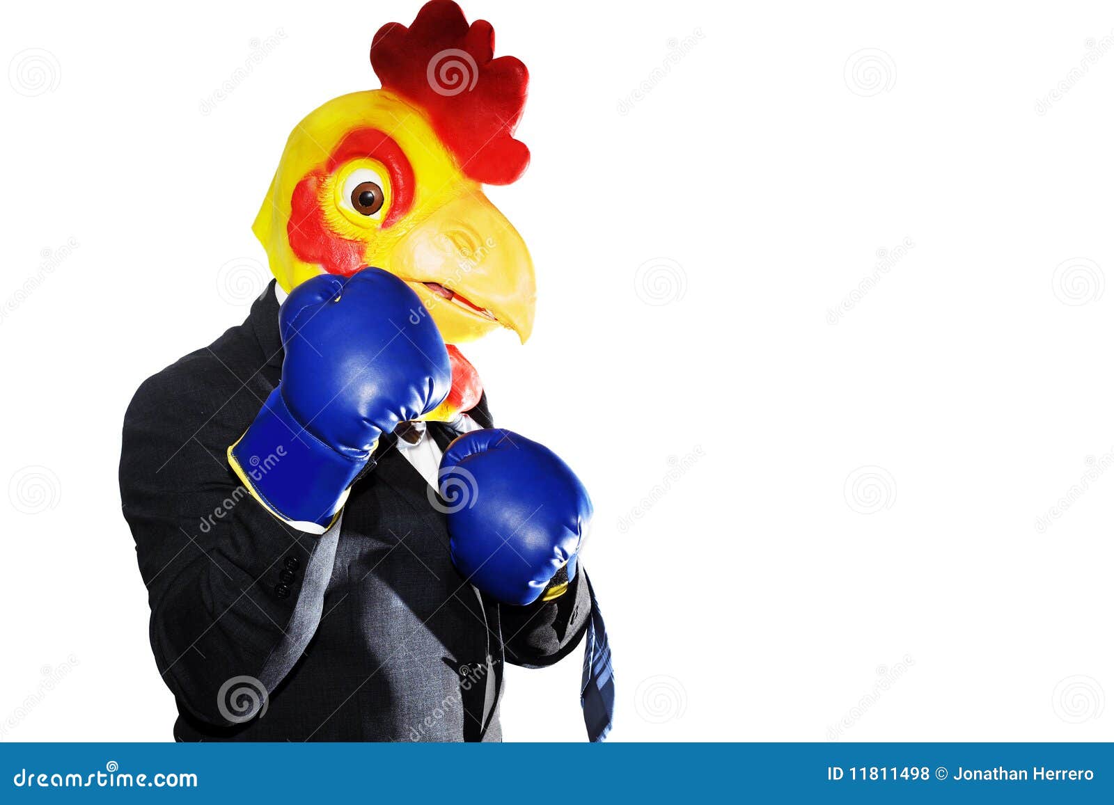 Chicken Boxing in a Suit Isolated Stock Photo - Image of confidence ...