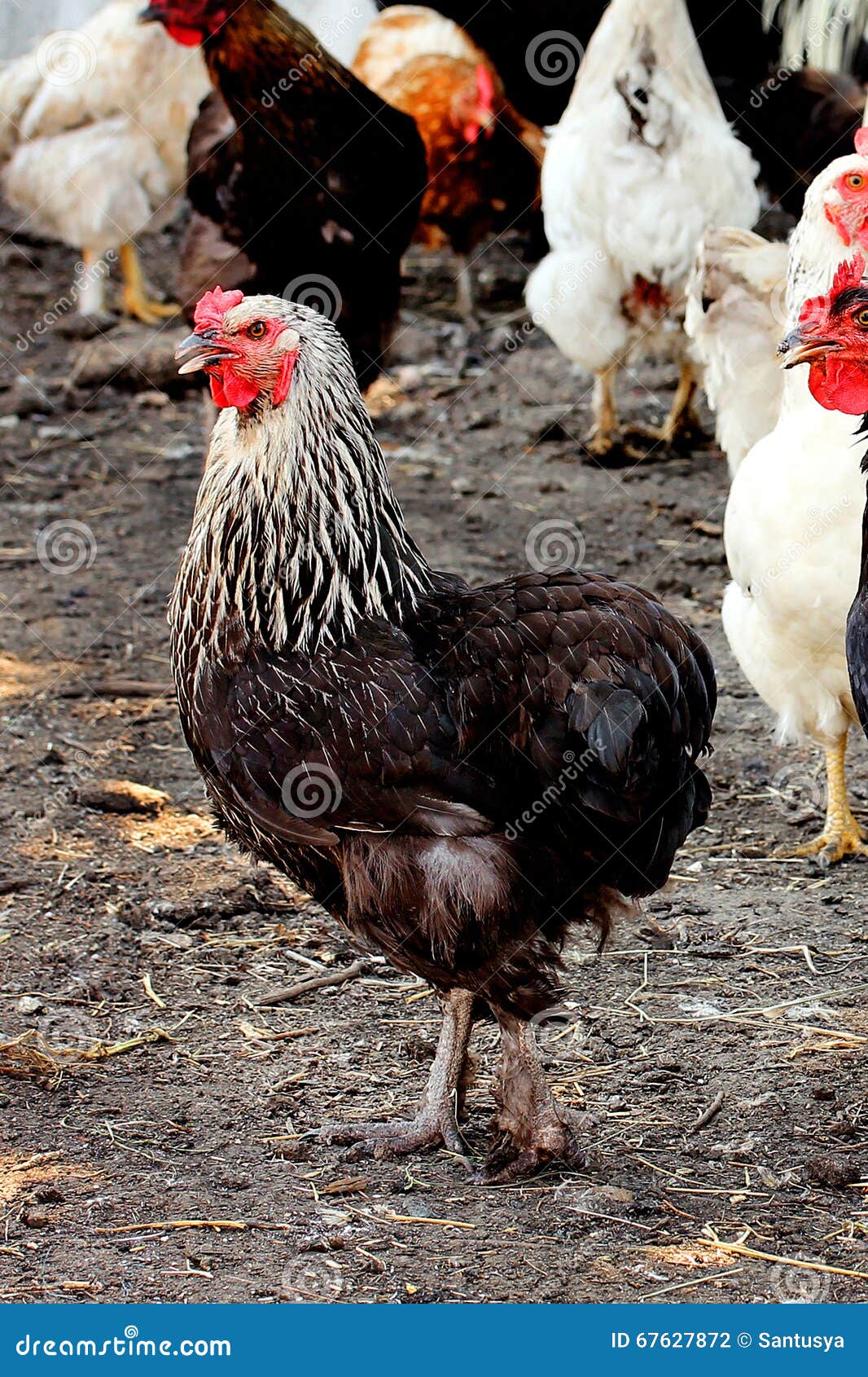 Chicken Brama stock photo. Image of black, bird, beak - 67627872