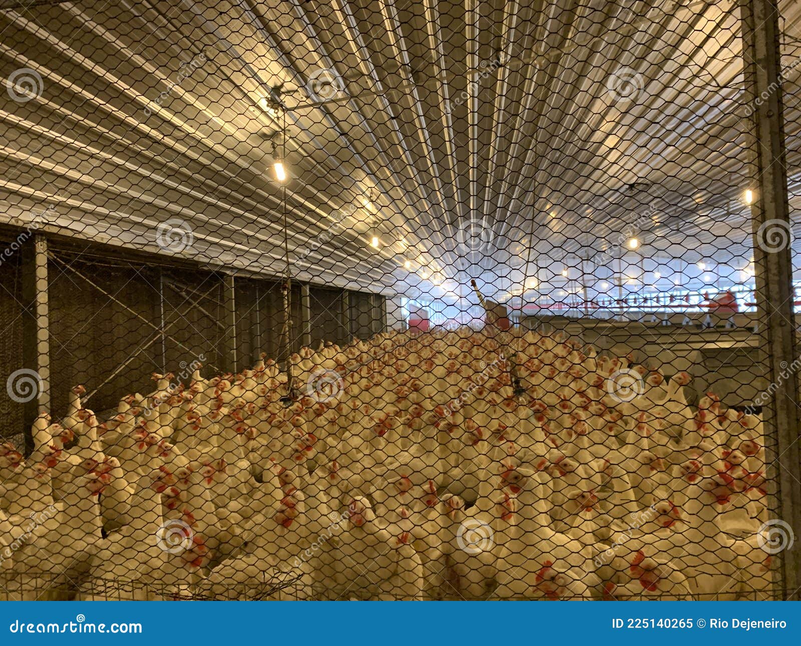 Chicken breeding farm stock image. Image of cobb, farm - 225140265