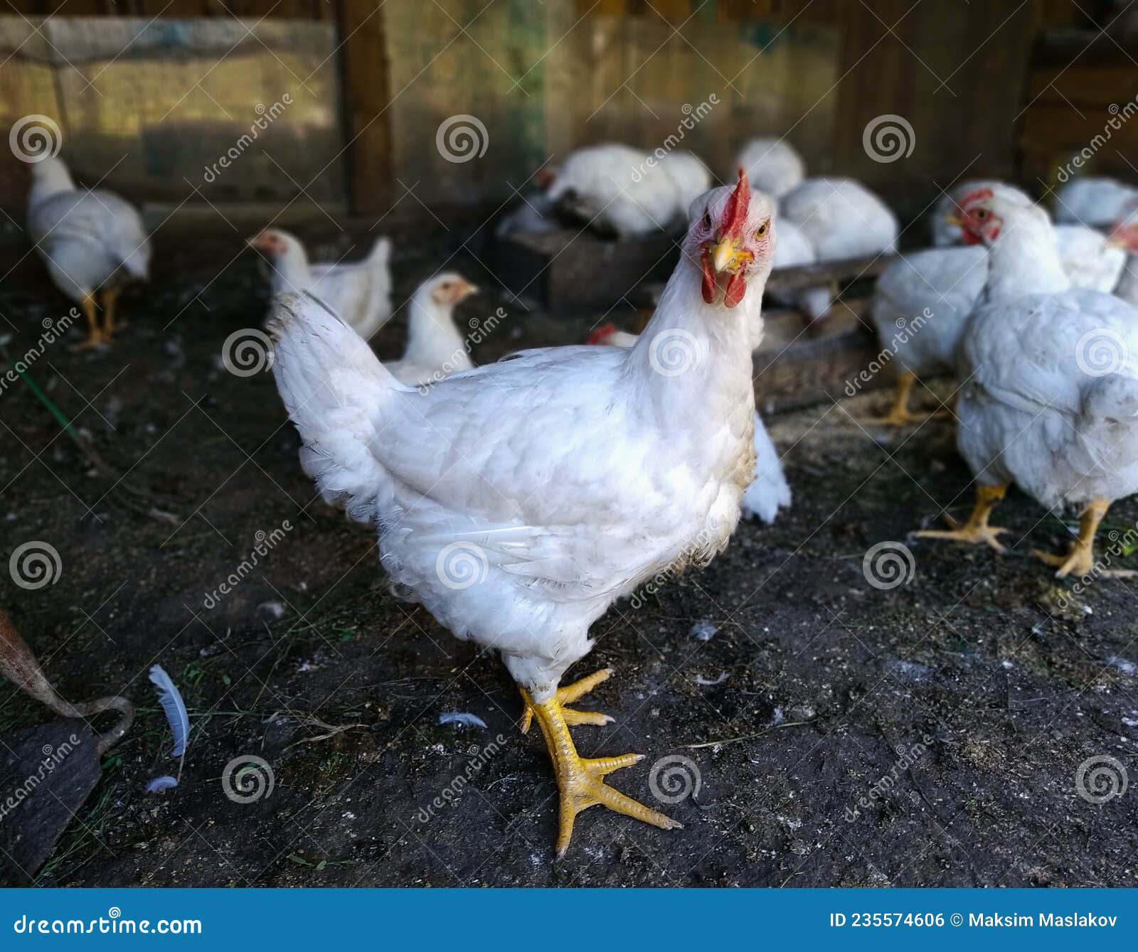 A Chicken of the Broiler Breed is Standing on the Farm, Watching ...