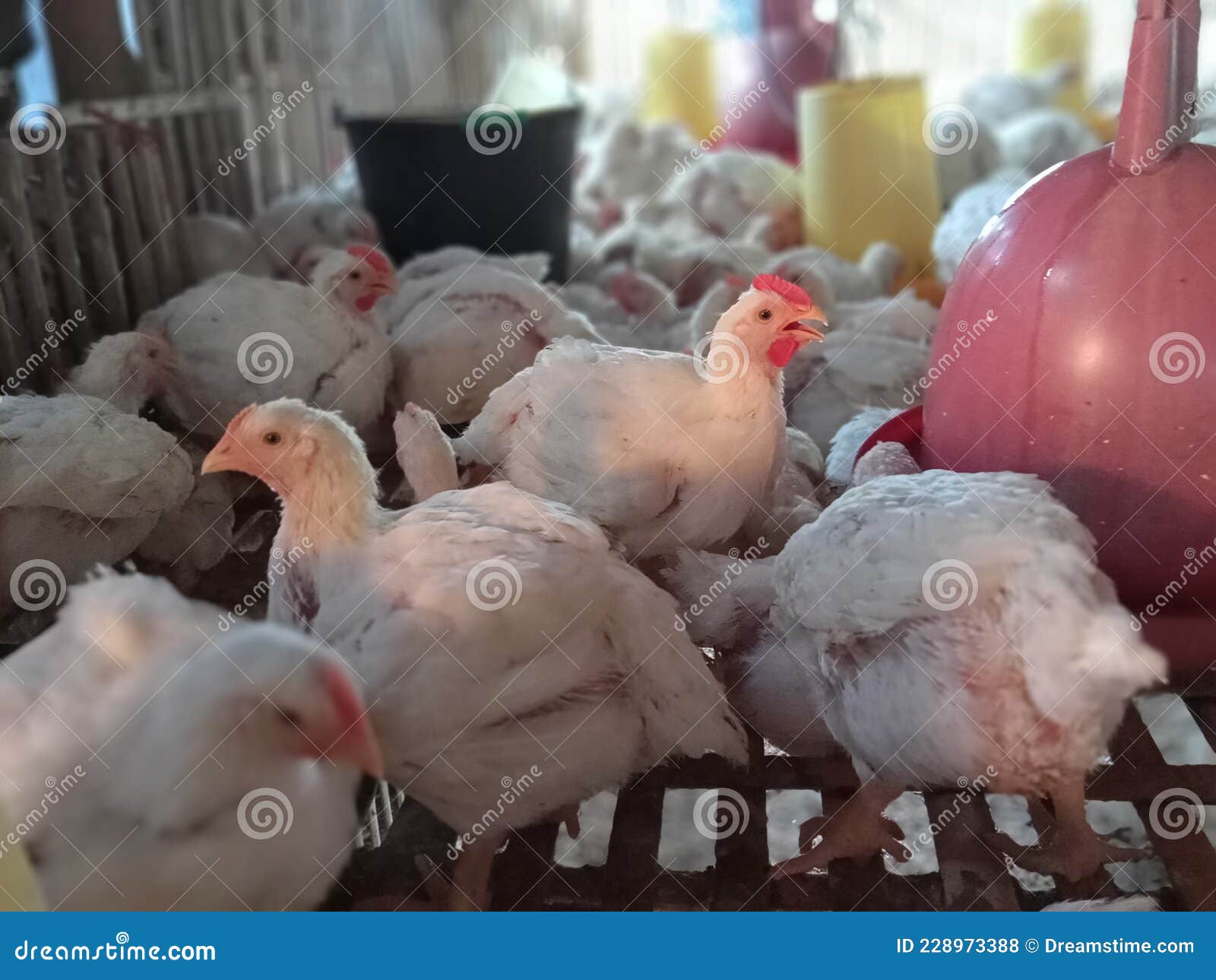 Chicken broiler stock photo. Image of quail, fowl, wildlife - 228973388