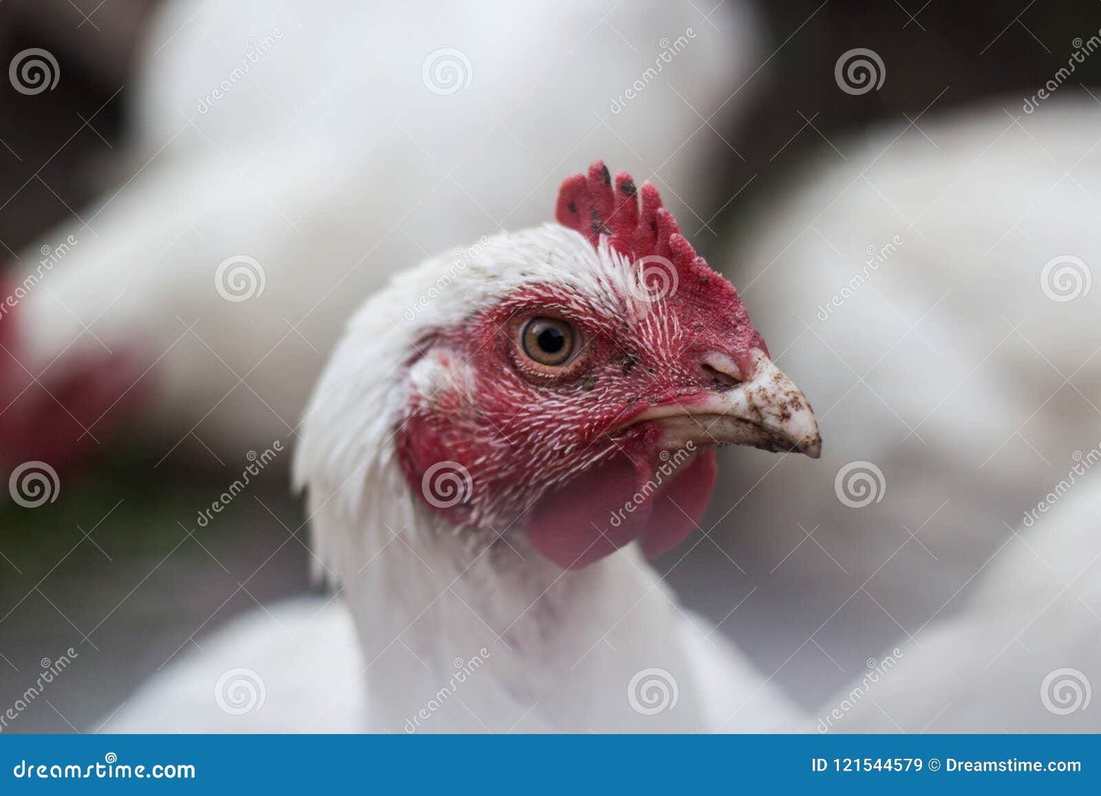 Rooster Broiler stock image. Image of broiler, aviculture - 121544579