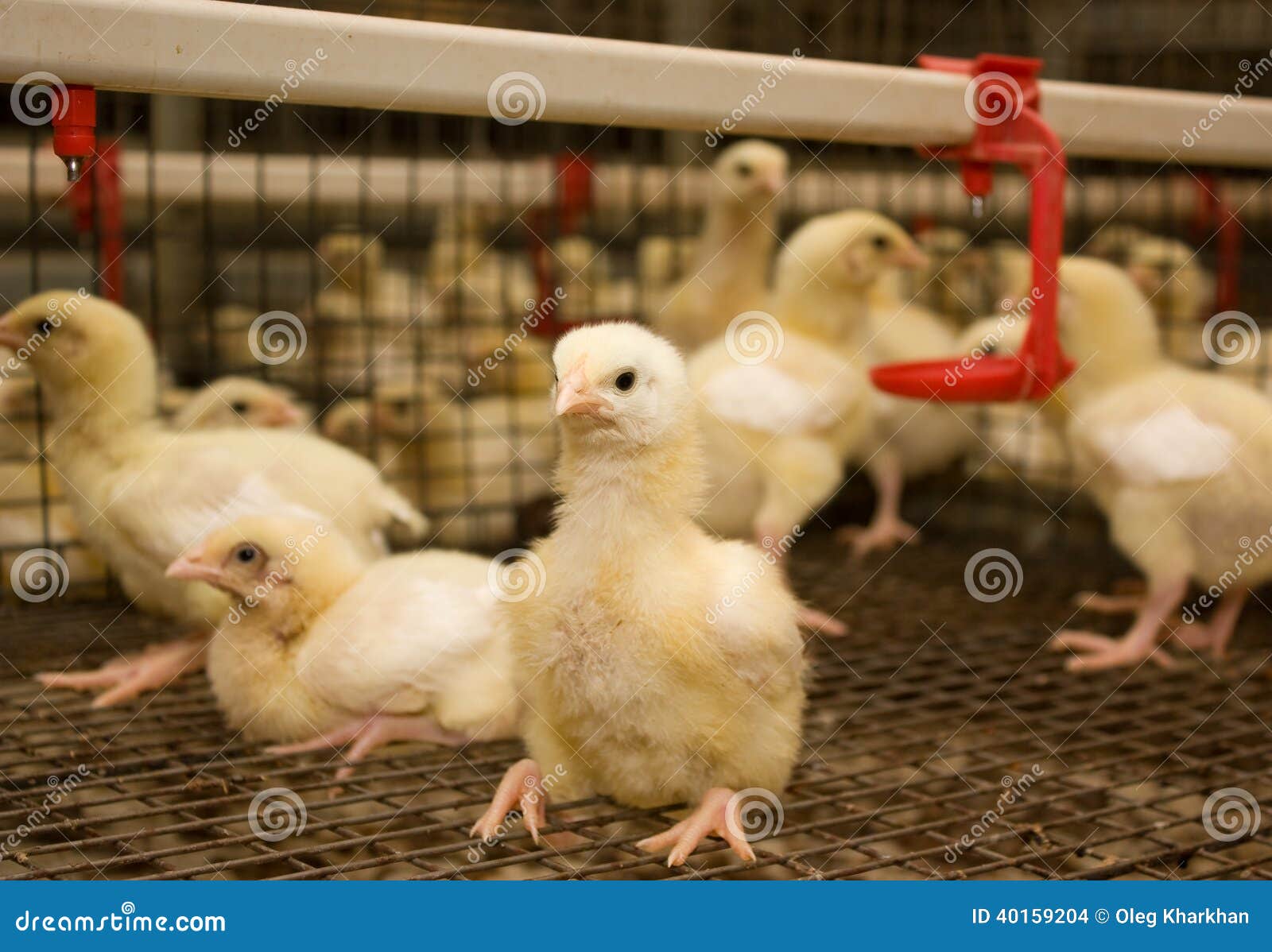 Chicken Broilers. Poultry Farm Stock Photo - Image of fauna, avian ...