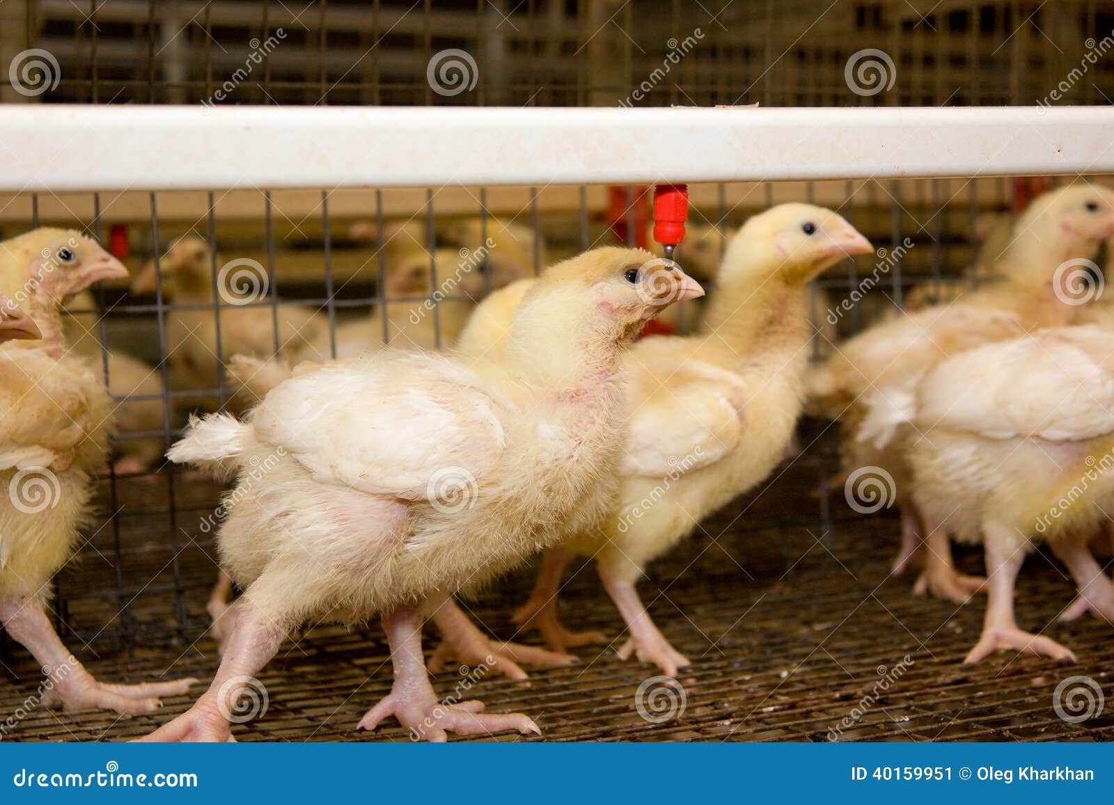 Chicken Broilers. Poultry Farm Stock Image - Image of cluck, influenza ...