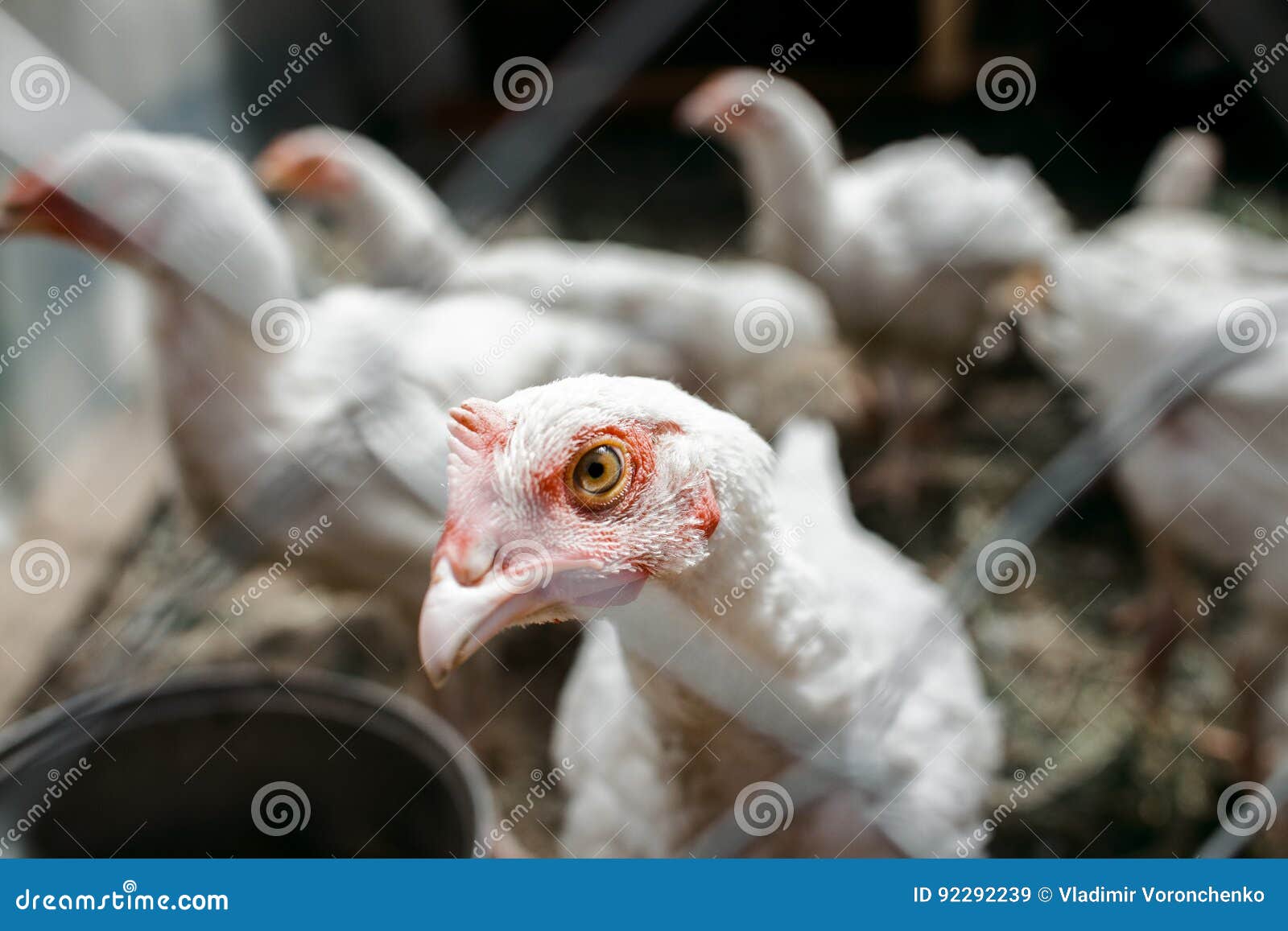 Chicken Broilers. Poultry Farm Stock Image - Image of fodder, feather ...