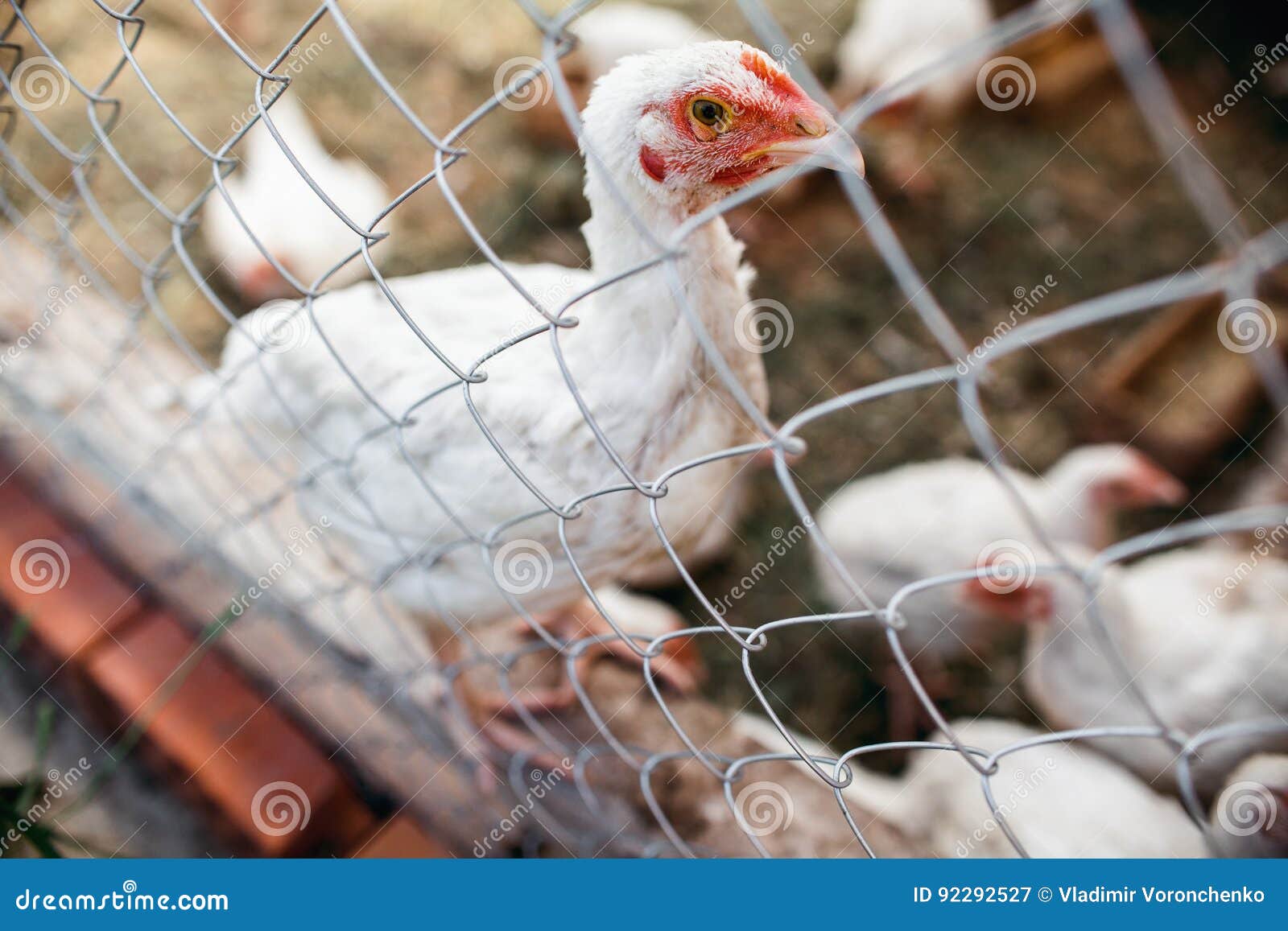Chicken Broilers. Poultry Farm Stock Image - Image of large, lohman ...
