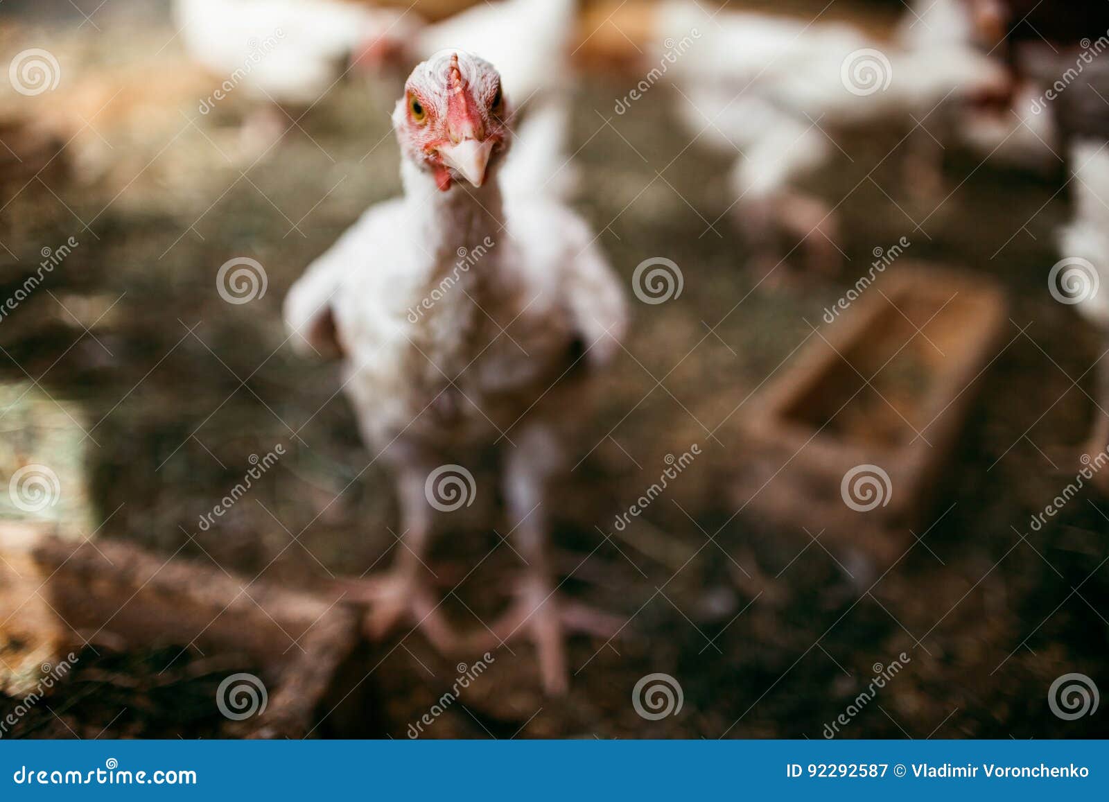 Chicken Broilers. Poultry Farm Stock Image - Image of meat, farm: 92292587
