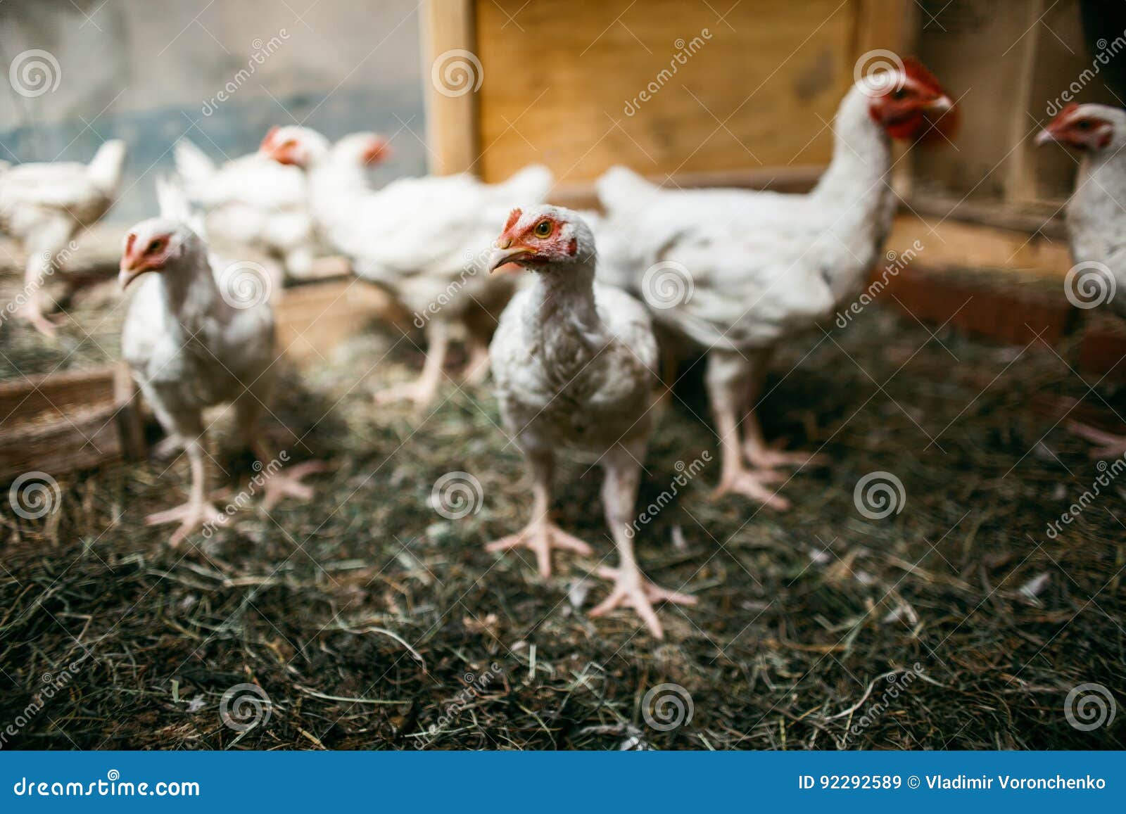 Chicken Broilers. Poultry Farm Stock Image - Image of female, home ...