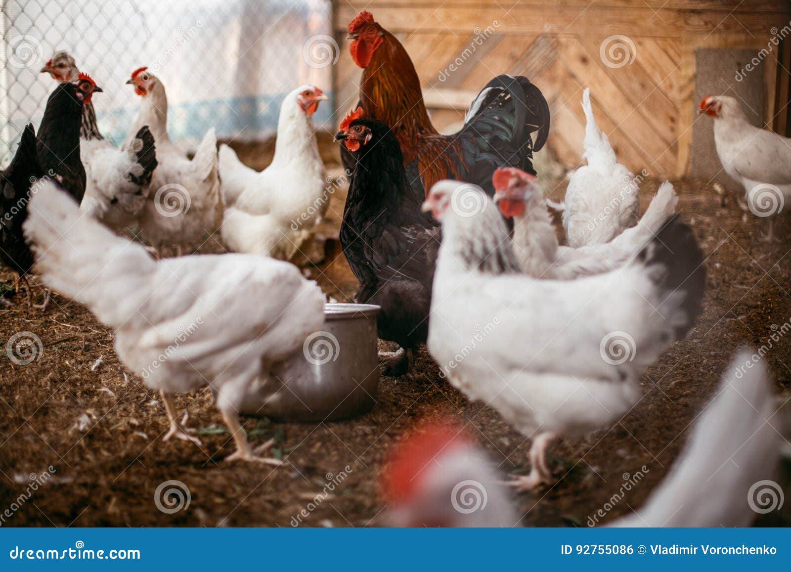 Chicken Broilers. Poultry Farm Stock Photo - Image of closeup, feather ...