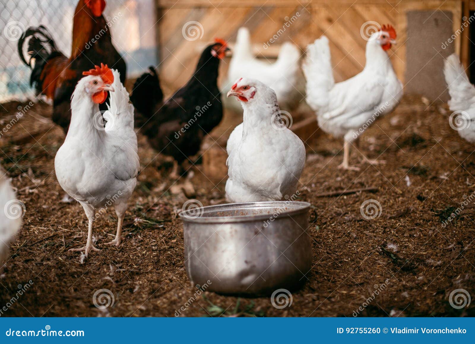 Chicken Broilers. Poultry Farm Stock Photo - Image of lohman, beast ...