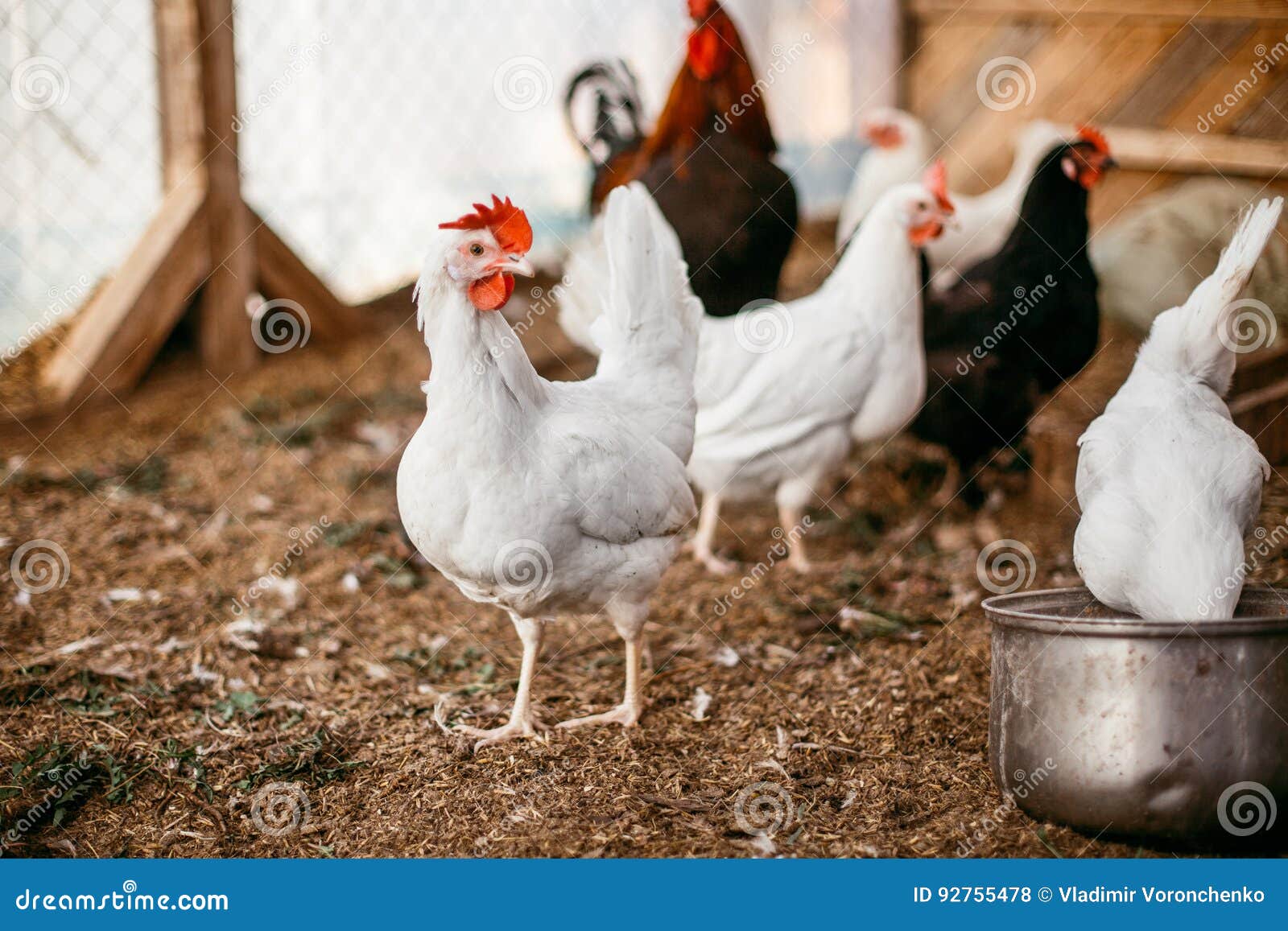 Chicken Broilers. Poultry Farm Stock Photo - Image of grain, carnivore ...