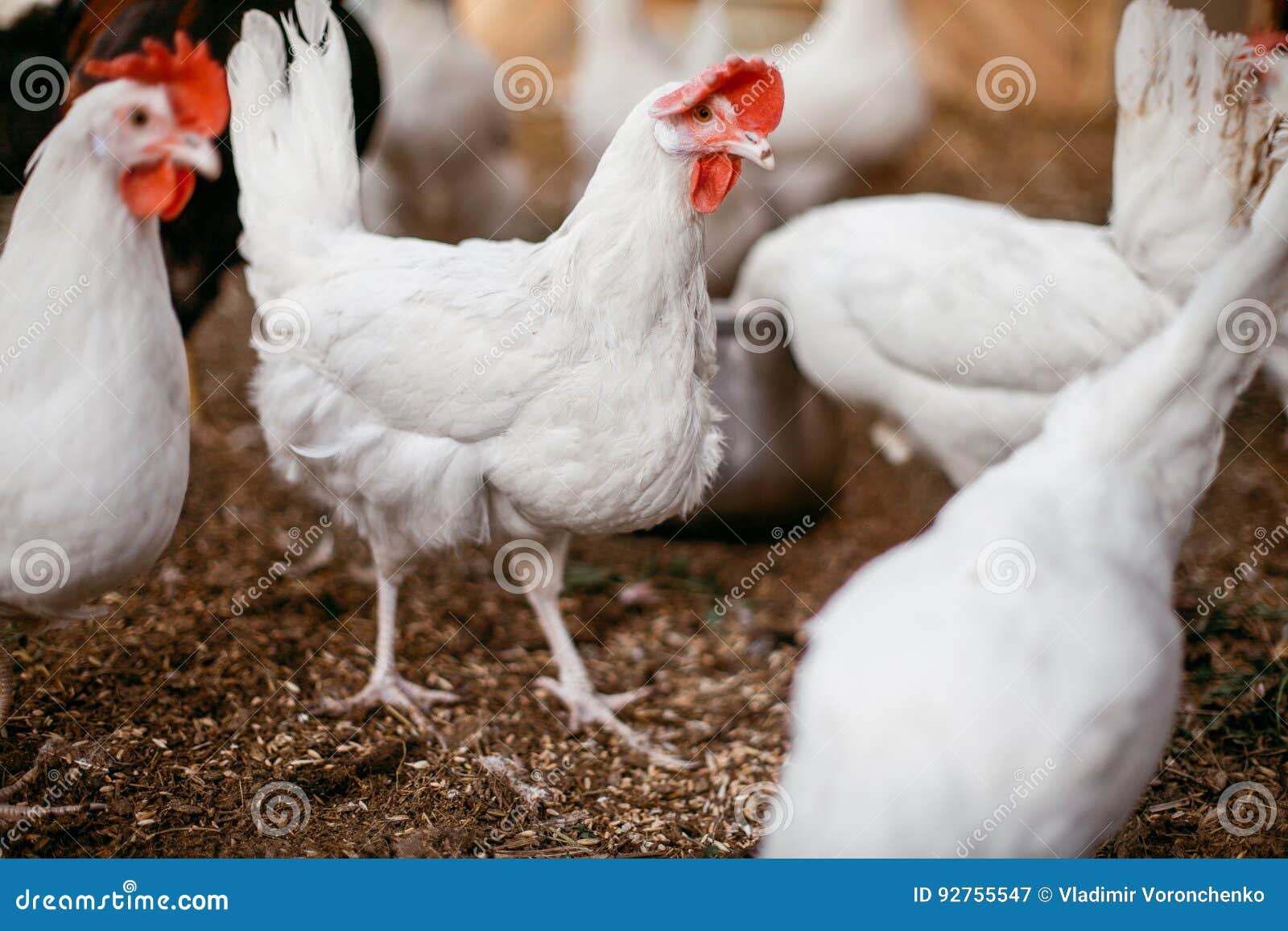 Chicken Broilers. Poultry Farm Stock Image - Image of feather, beast ...