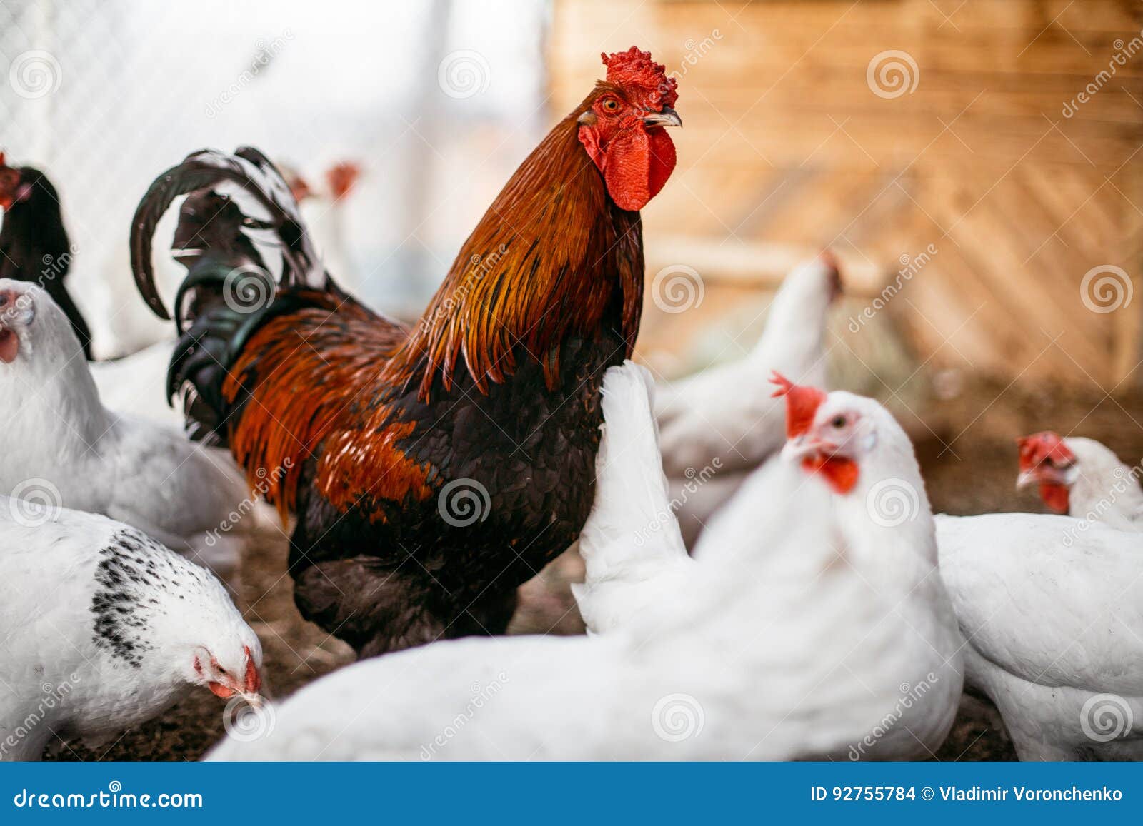 Chicken Broilers. Poultry Farm Stock Photo - Image of animal, closeup ...