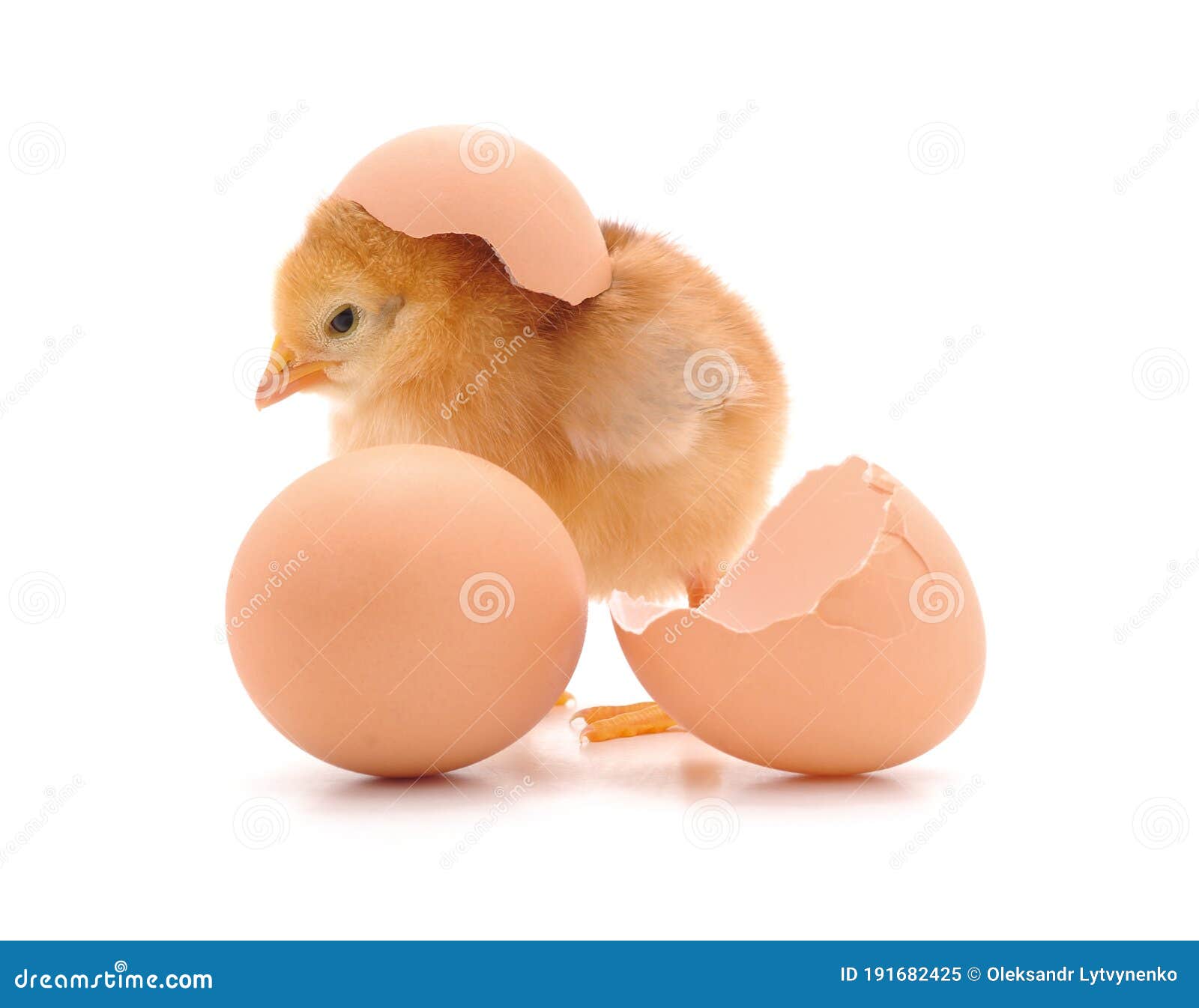Chicken and broken egg stock image. Image of chicken - 191682425