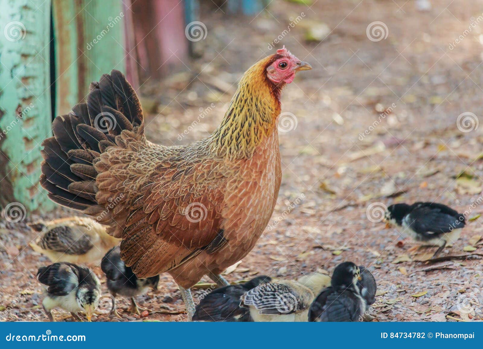 Chicken Brooding Hen and Chicks in a Farm Chick. Stock Photo - Image of ...