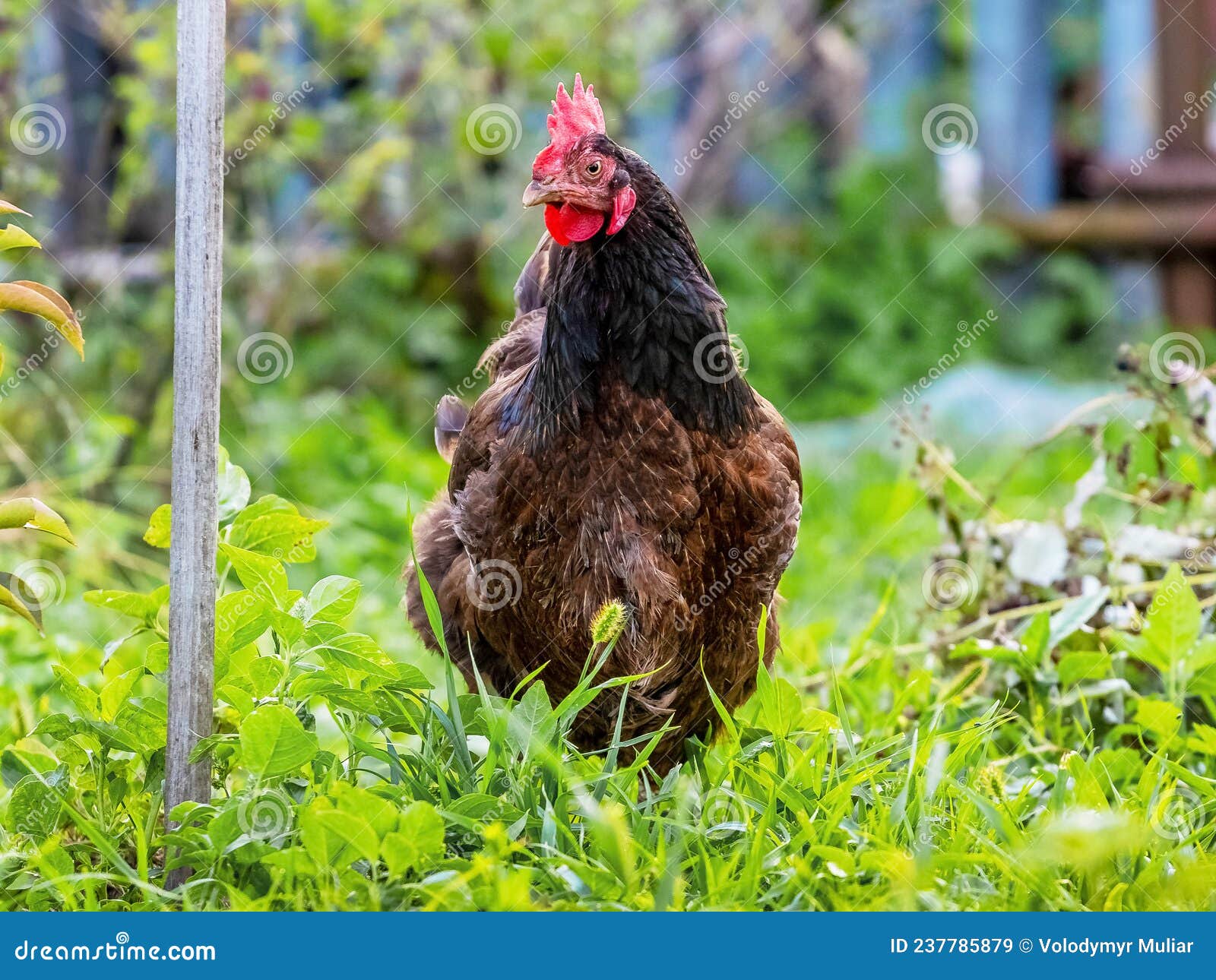 Chicken with Brown and Black Feathers in the Garden among the Grass ...