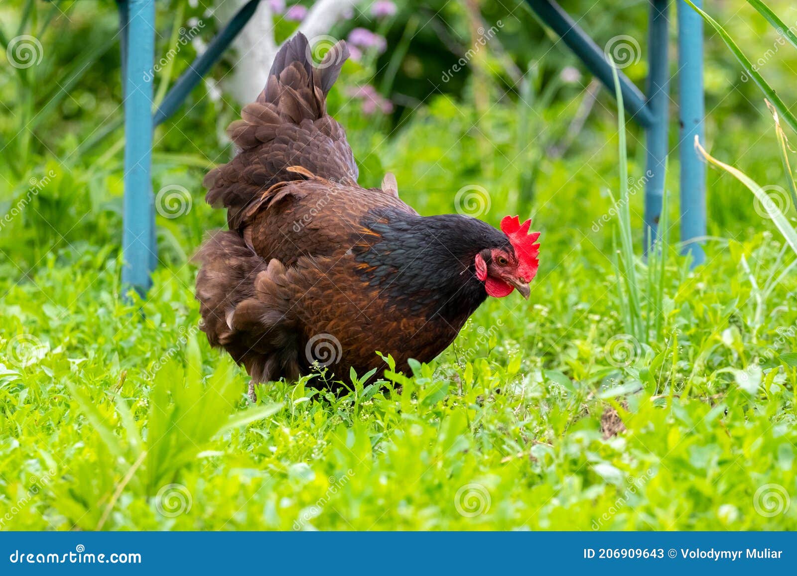 Chicken with Brown and Black Feathers in the Garden among the Green ...