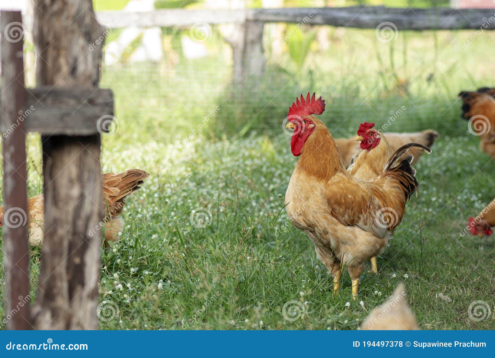 Chicken Brown , Eating Grass on the Farm Stock Photo - Image of mouth ...
