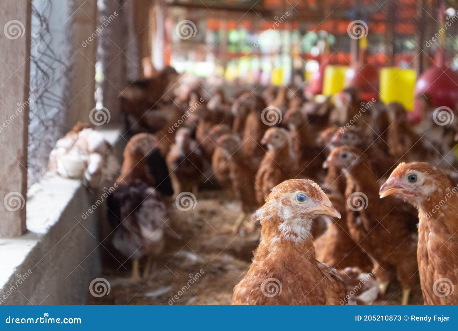 The chicken brown farm stock image. Image of brown, mallard - 205210873