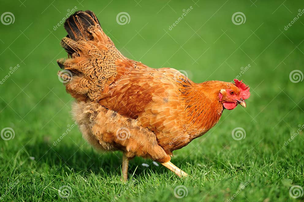 Chicken stock image. Image of fowl, grassy, focus, farm - 30752301