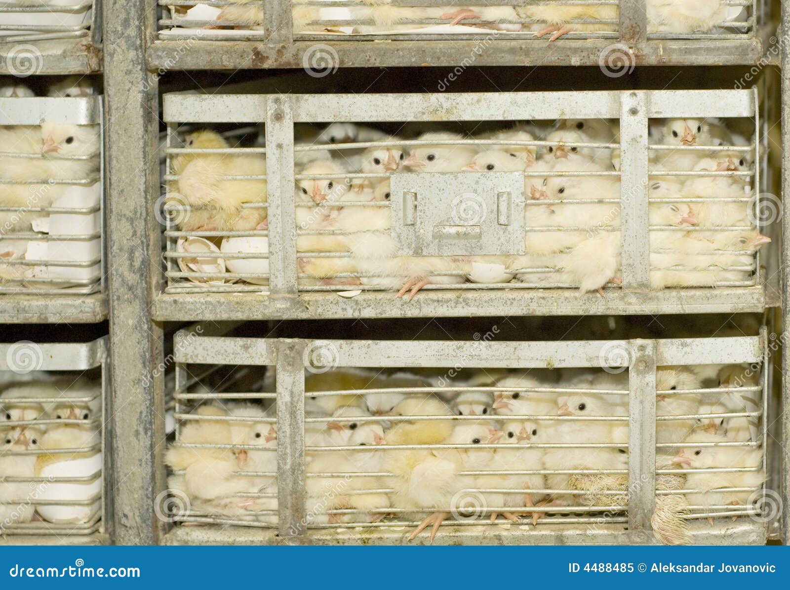 Chicken in the cage stock image. Image of farm, eggs, poultry - 4488485