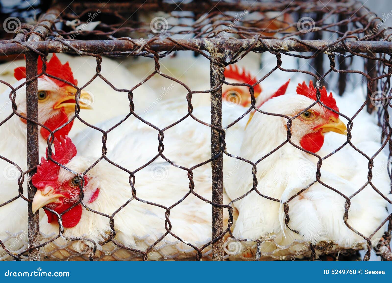 Chicken in cage stock photo. Image of freedom, lock, prison - 5249760