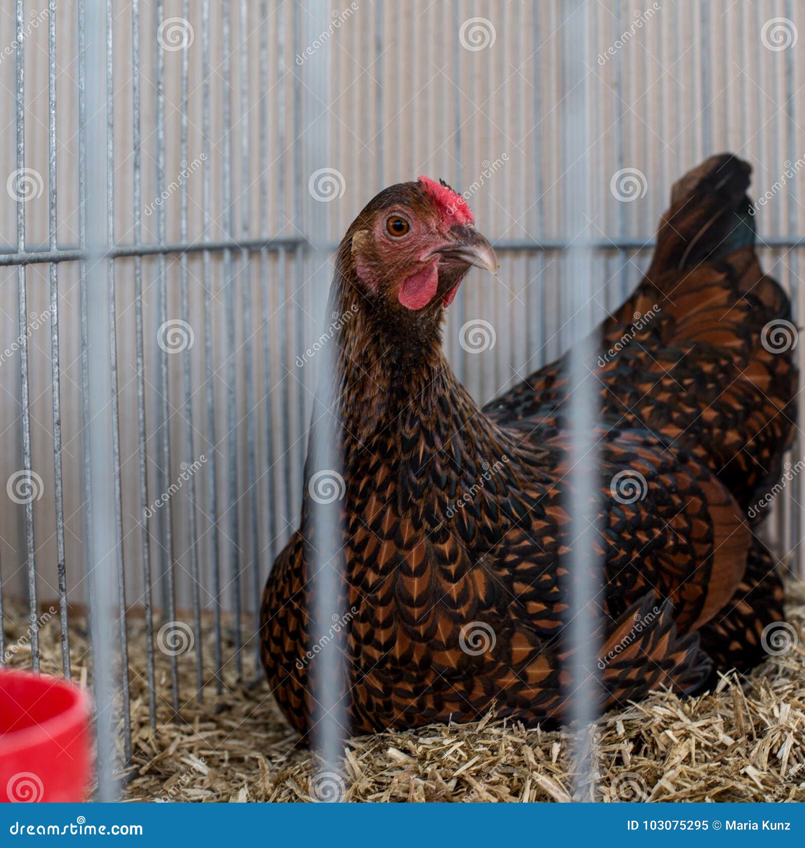 Chicken in a cage stock image. Image of meat, livestock - 103075295
