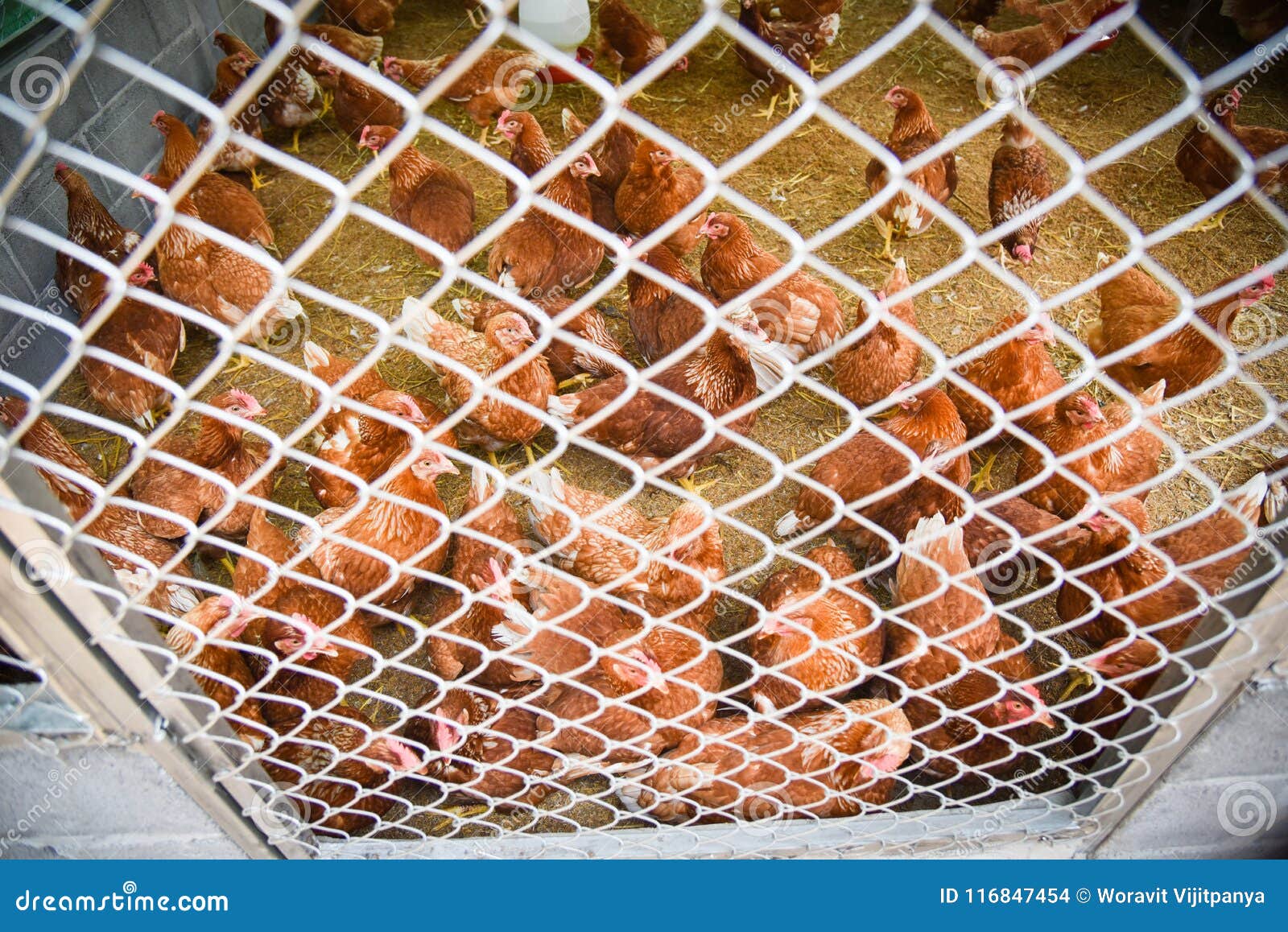 Chicken in the cage stock photo. Image of chicken, green - 116847454
