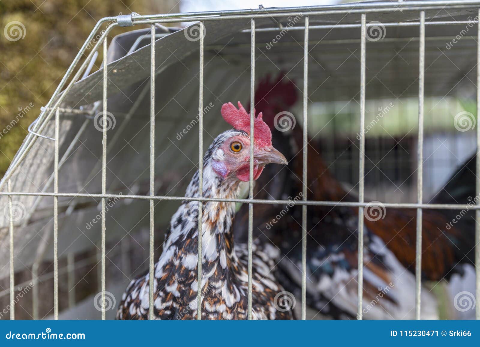 Chicken in a cage stock image. Image of fowl, natural - 115230471