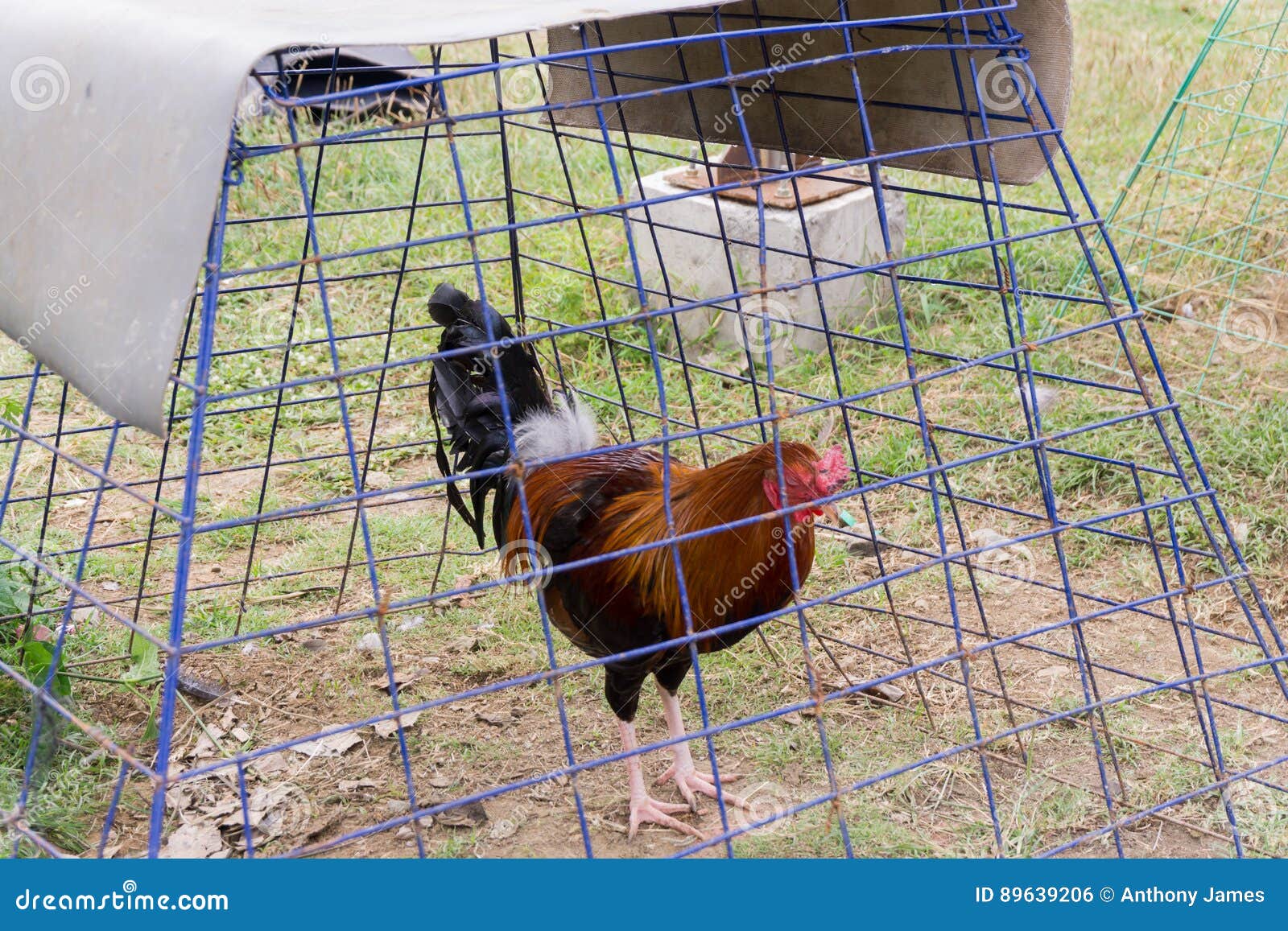 Chicken in a cage stock photo. Image of cage, rural, scene - 89639206