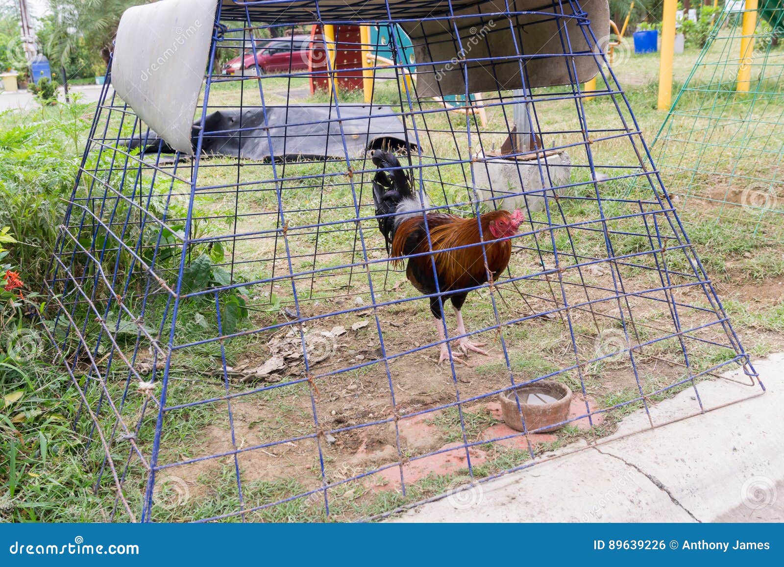 Chicken in a cage stock photo. Image of livestock, fence - 89639226