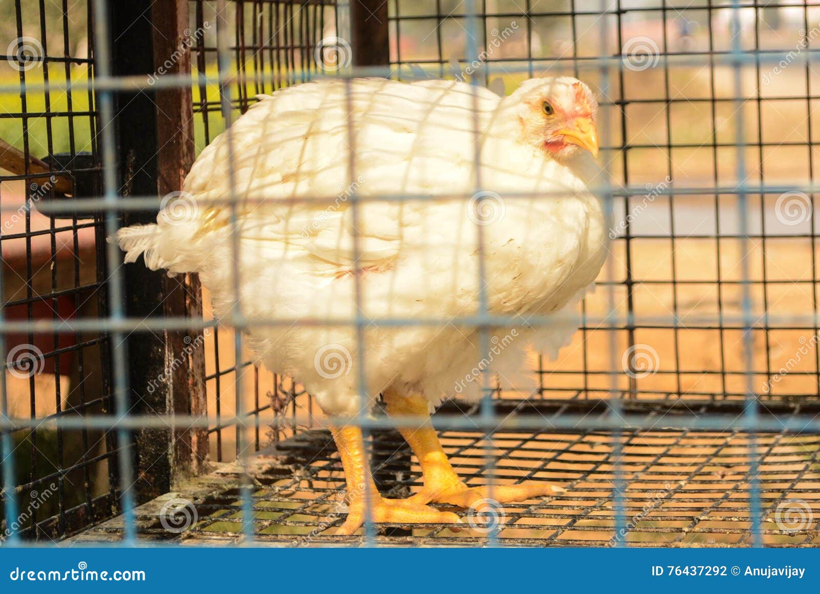 Chicken in a cage for sale stock photo. Image of caged - 76437292