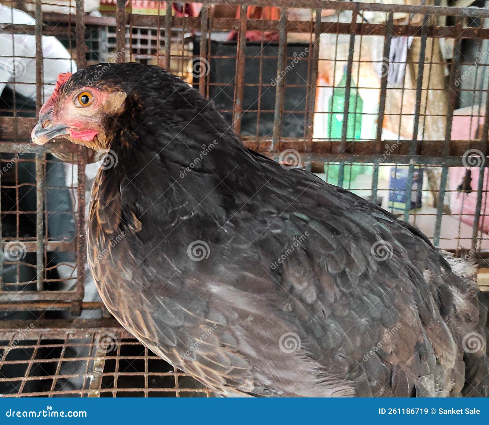Side view of Chicken stock image. Image of beak, chicken - 261186719