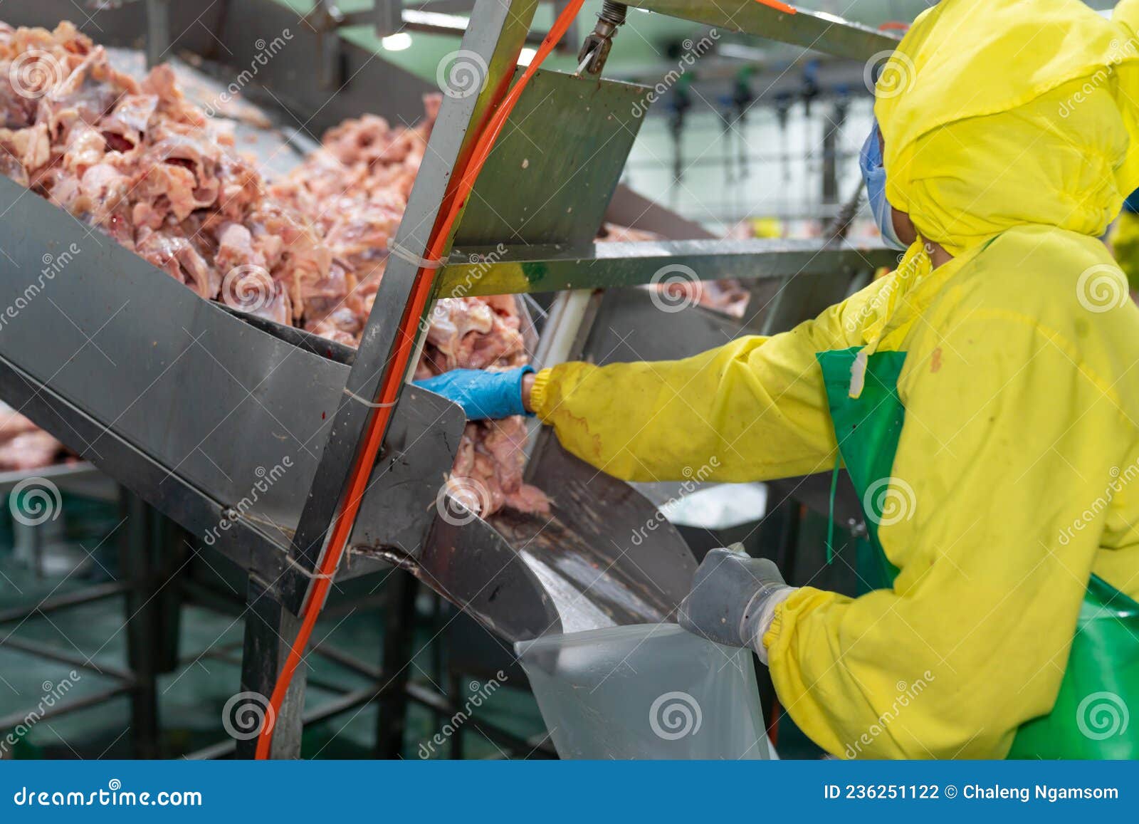 Chicken Carcass on the Conveyor Chain after the Chicken Parts are ...