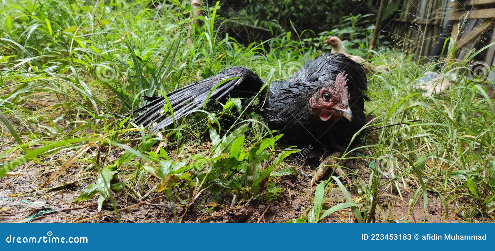 Chicken Cemani Version of the Javanese Village Stock Image - Image of ...