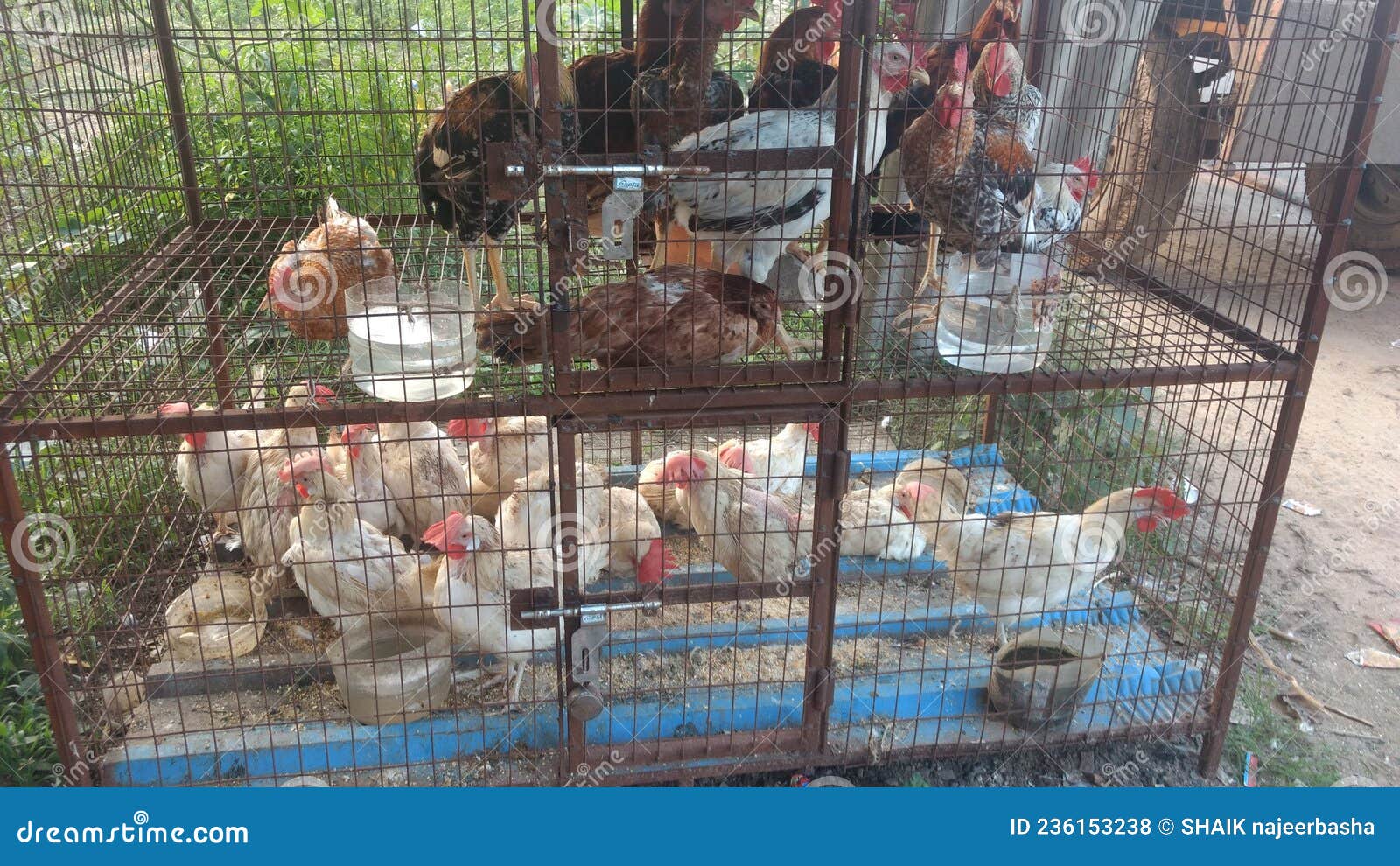 Chicken Center Colour Full Kids Stock Photo - Image of center, full ...
