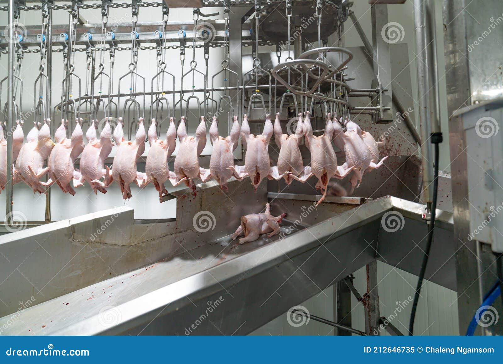 The Chicken on the Chain is Transported into the Chiller Tank Stock ...