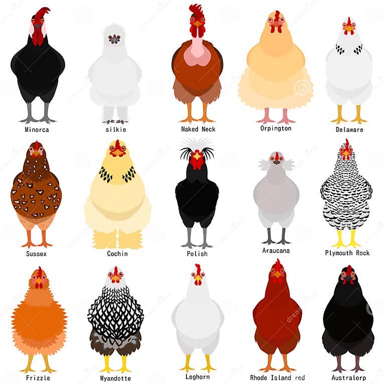 Chicken Chart with Breeds Name Stock Vector - Illustration of leghorn ...