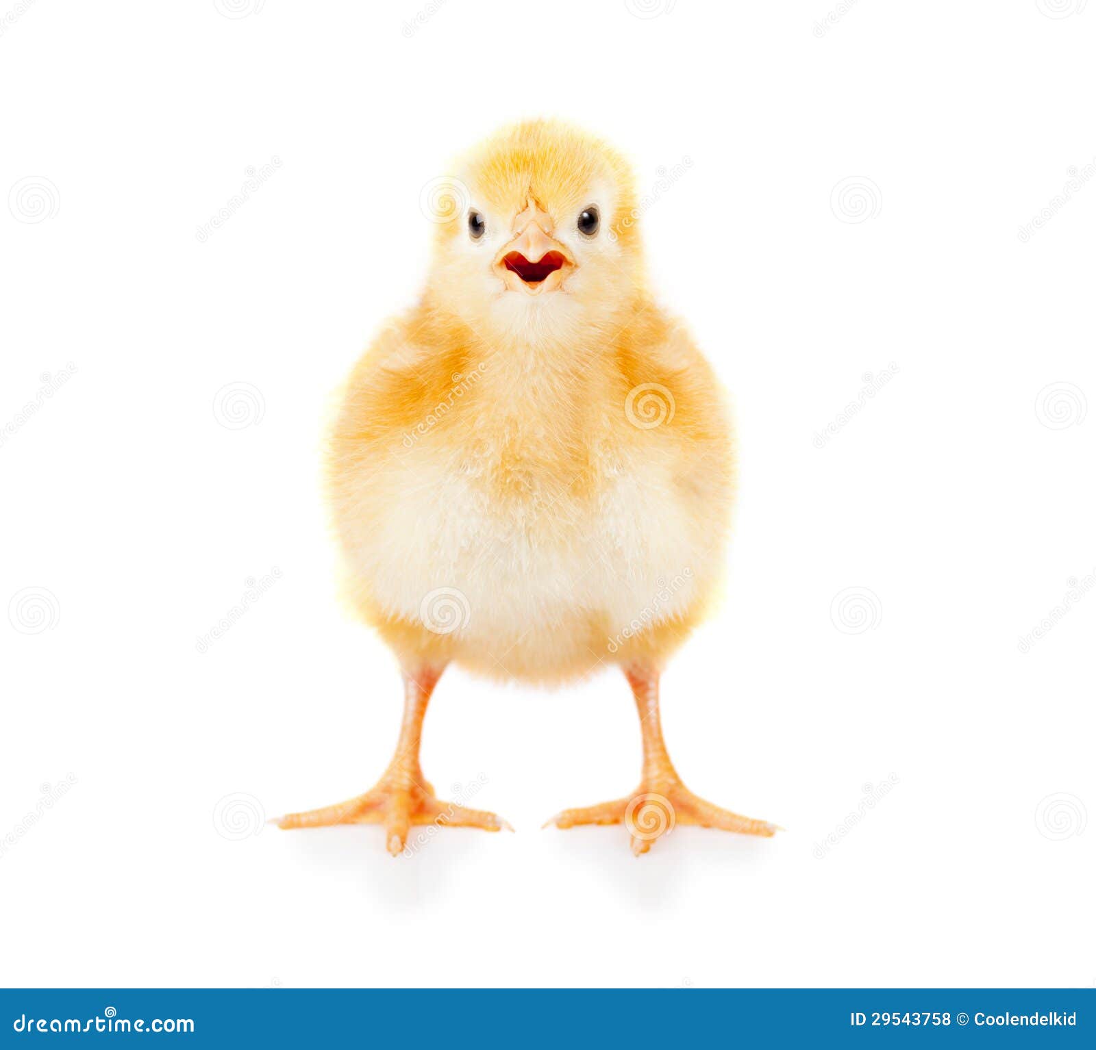 Chicken cheeping stock photo. Image of furry, life, beak - 29543758