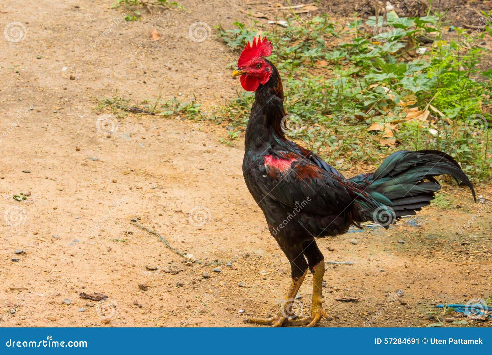 Chicken stock image. Image of daytime, fighting, bantam - 57284691