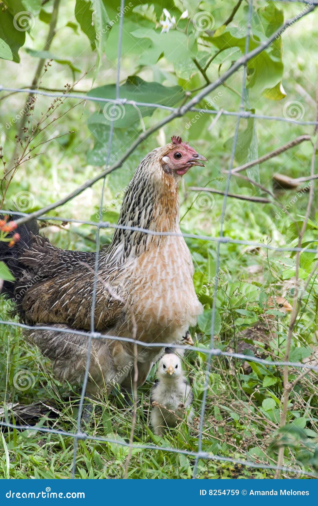 Chicken and chick stock image. Image of wire, live, mother - 8254759